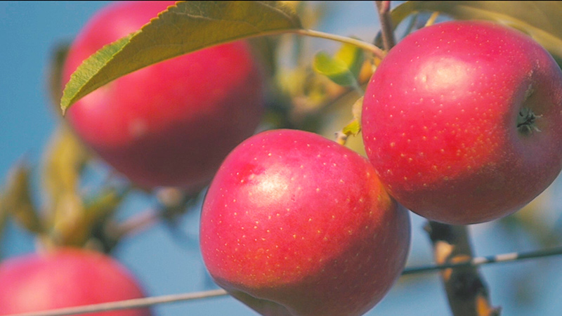 Family-Owned Crunch Time Apples Deliver a Delicious Bite - The ...